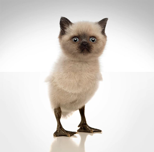 Combo Photos - Create Amazing Mash-Ups of your Photos for Fun!