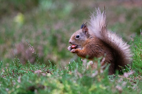 Garden Animals Photography - How to get the best shots EVERY SEASON